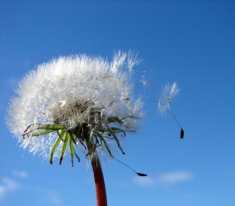 Freedom vs. Autonomy: A tale of two logics – Philosophers for Change